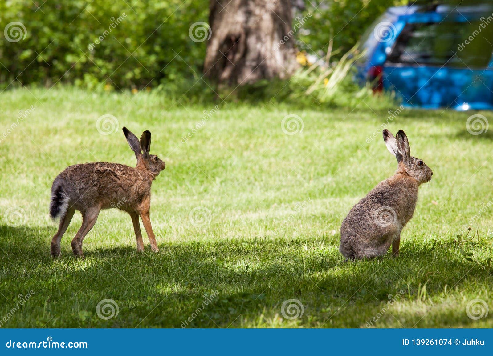 Wild rabbit on grass stock photo. Image of brown, cute - 139261074