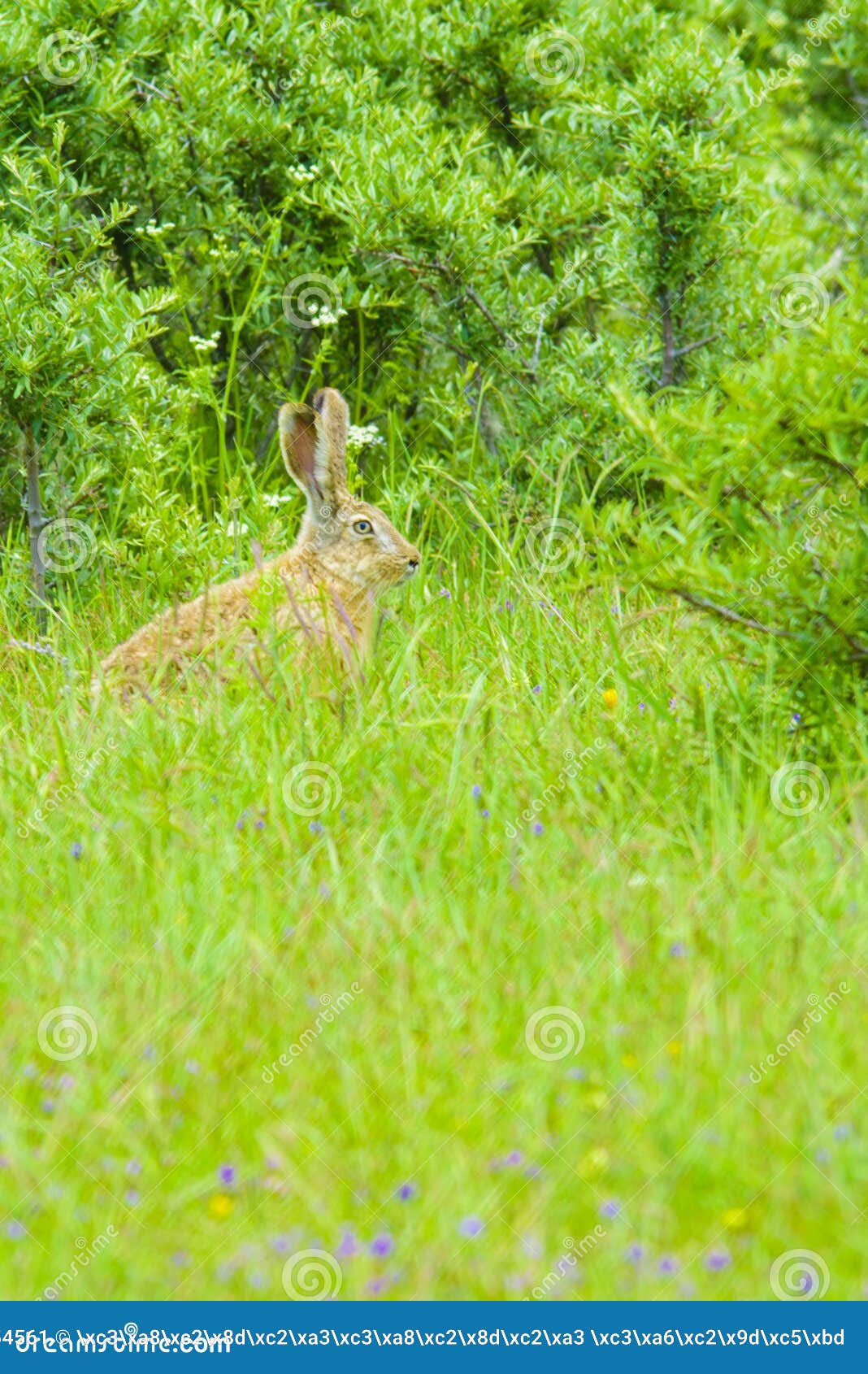 A wild rabbit in the grass stock image. Image of flower - 97854561