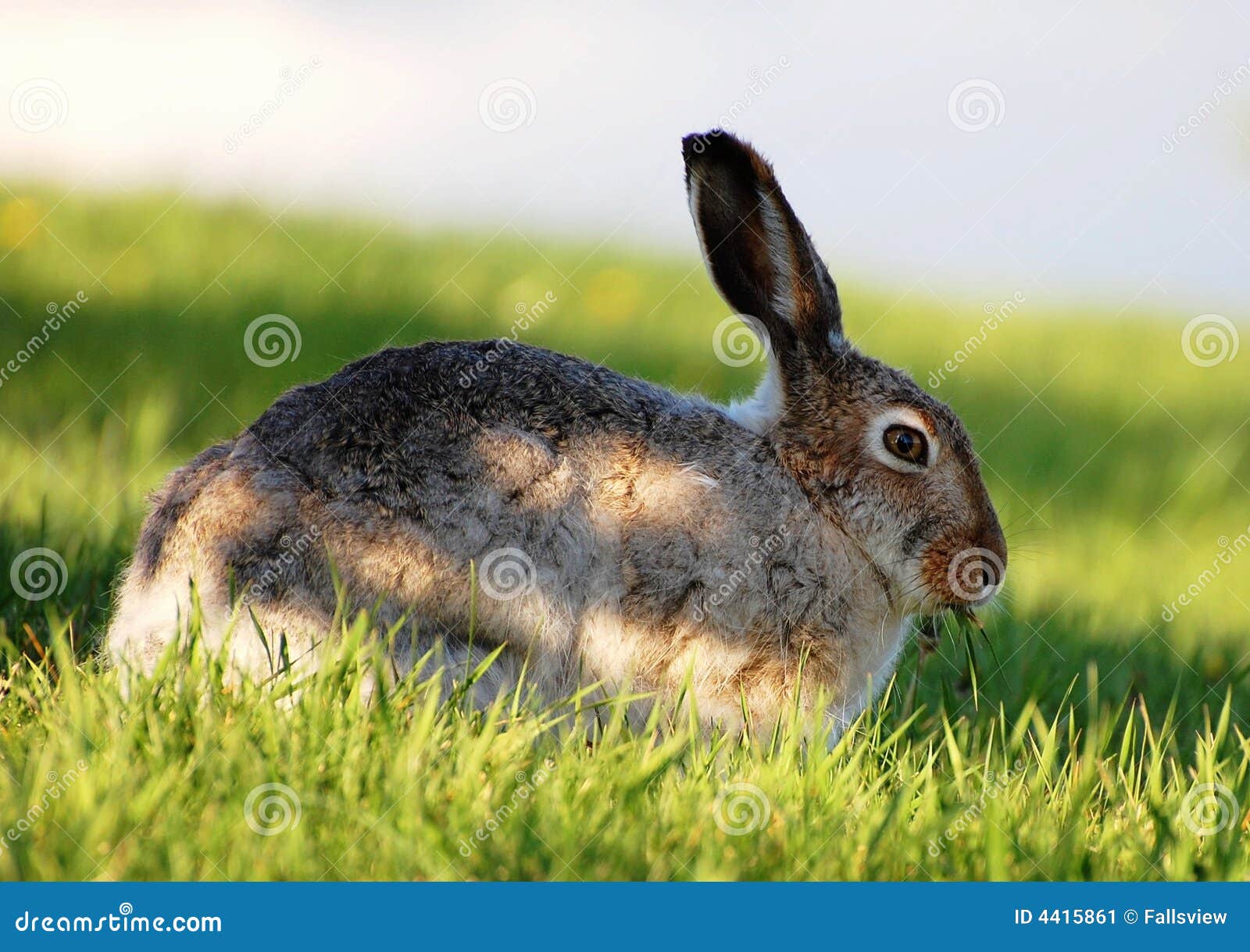 Wild rabbit grazing stock image. Image of wildlife, outdoor - 4415861