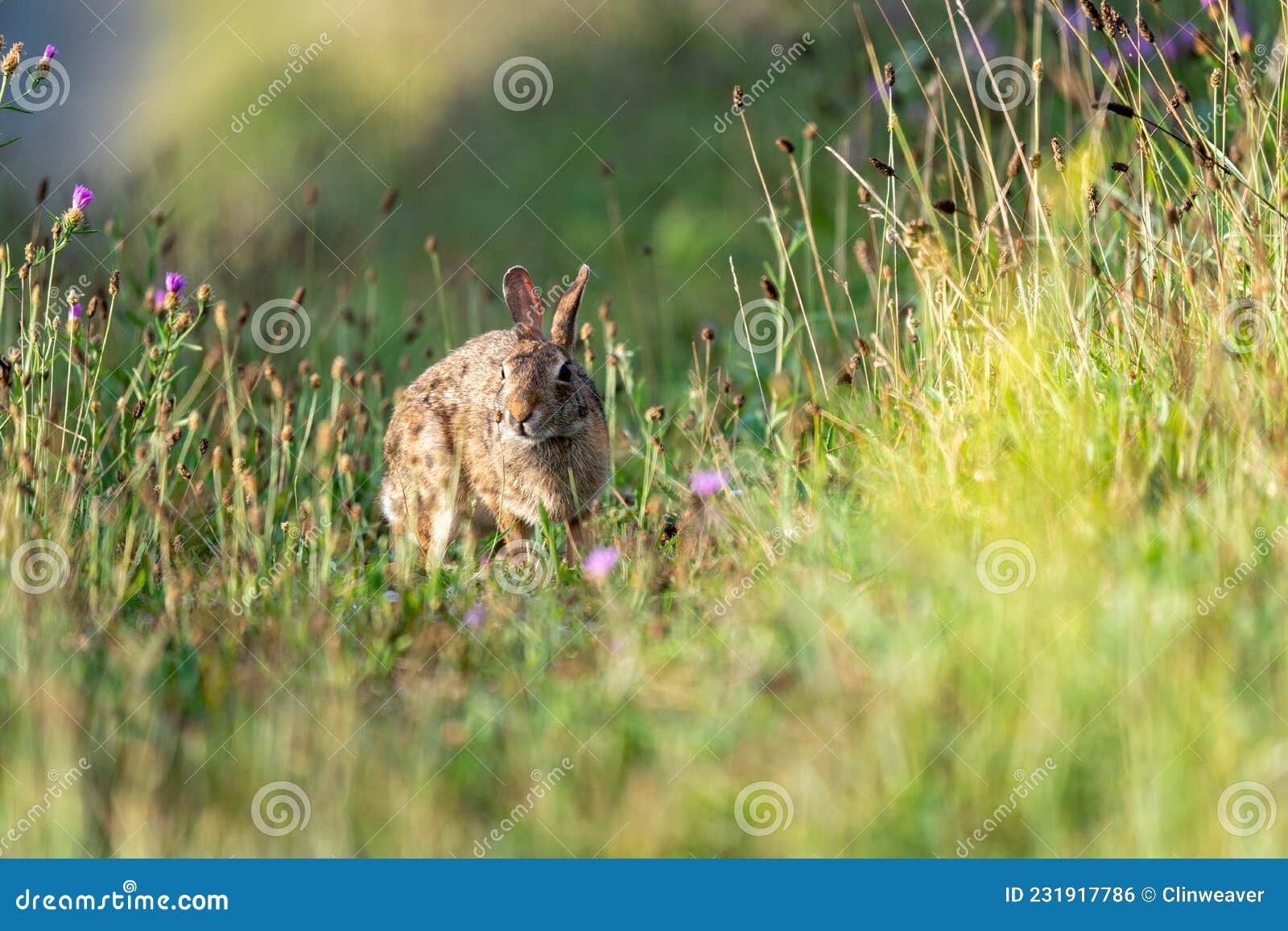 Wild Rabbit Grazing stock photo. Image of brown, animal - 231917786