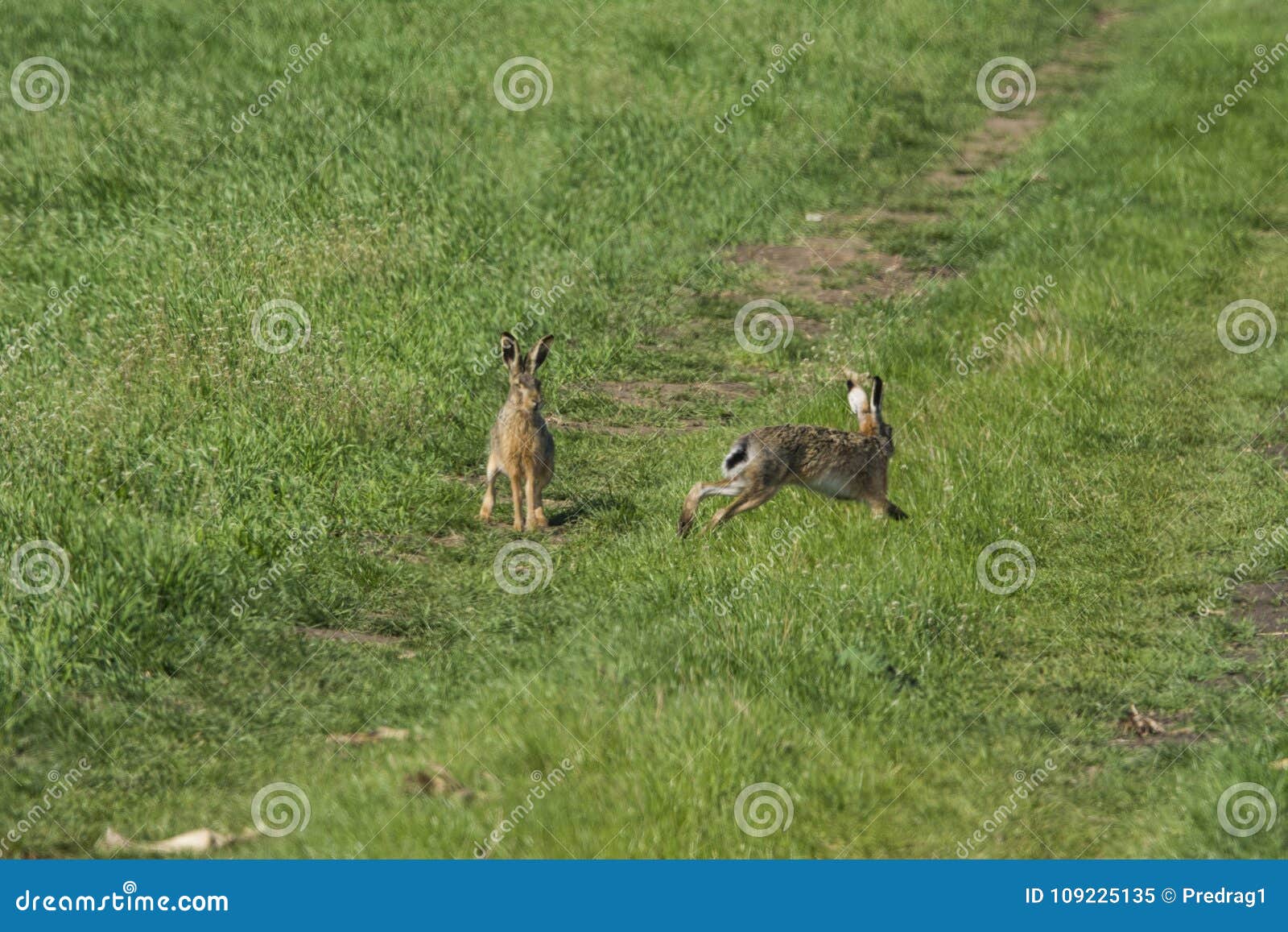 Wild rabbit on green grass stock image. Image of clover - 109225135
