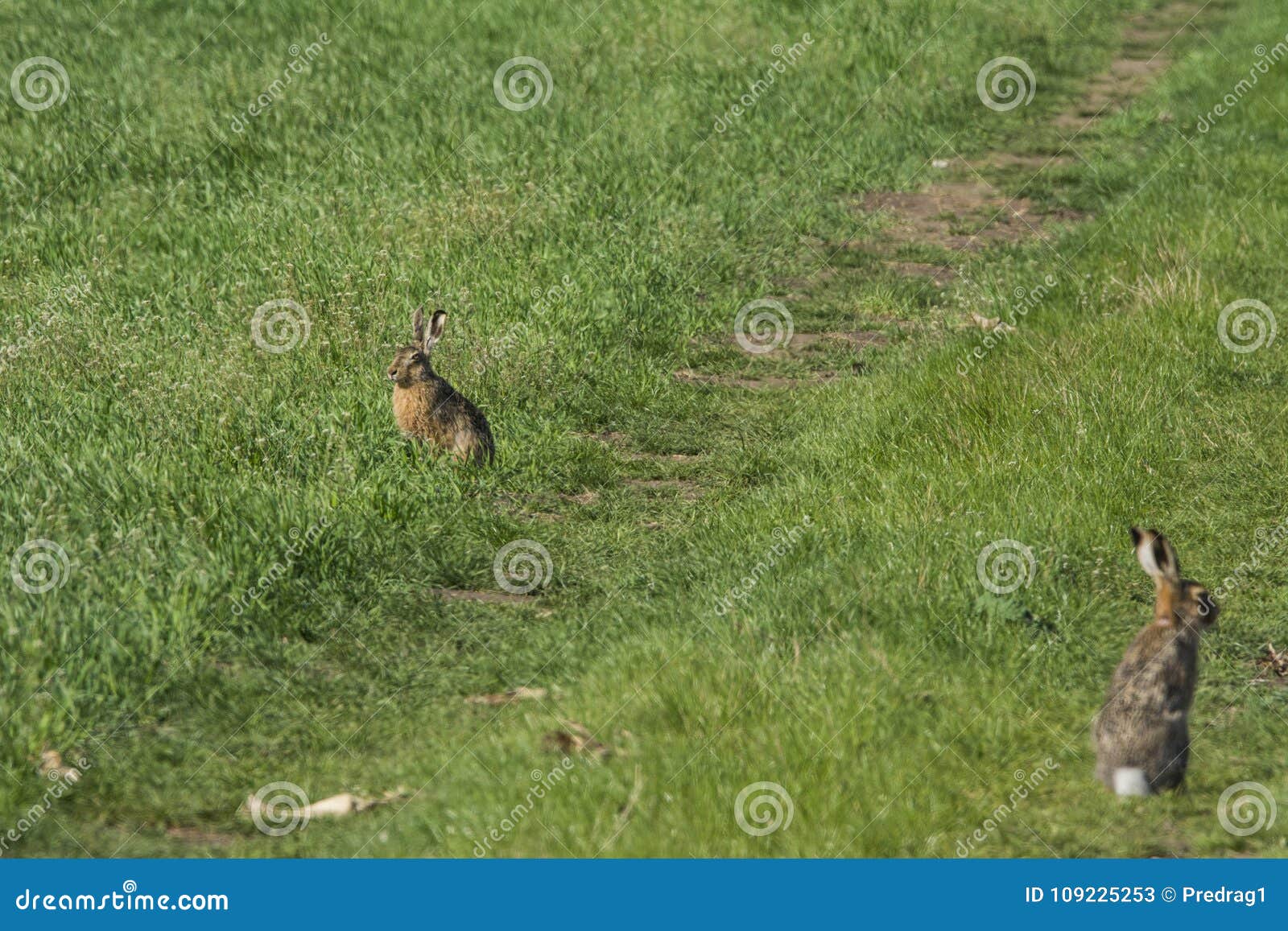 Wild rabbit on green grass stock image. Image of rabbit - 109225253