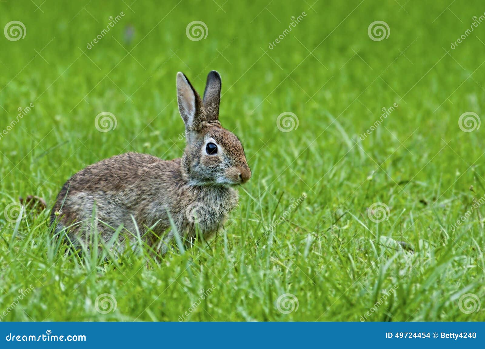 Wild Rabbit in Green Grass. Stock Photo - Image of green, grass: 49724454
