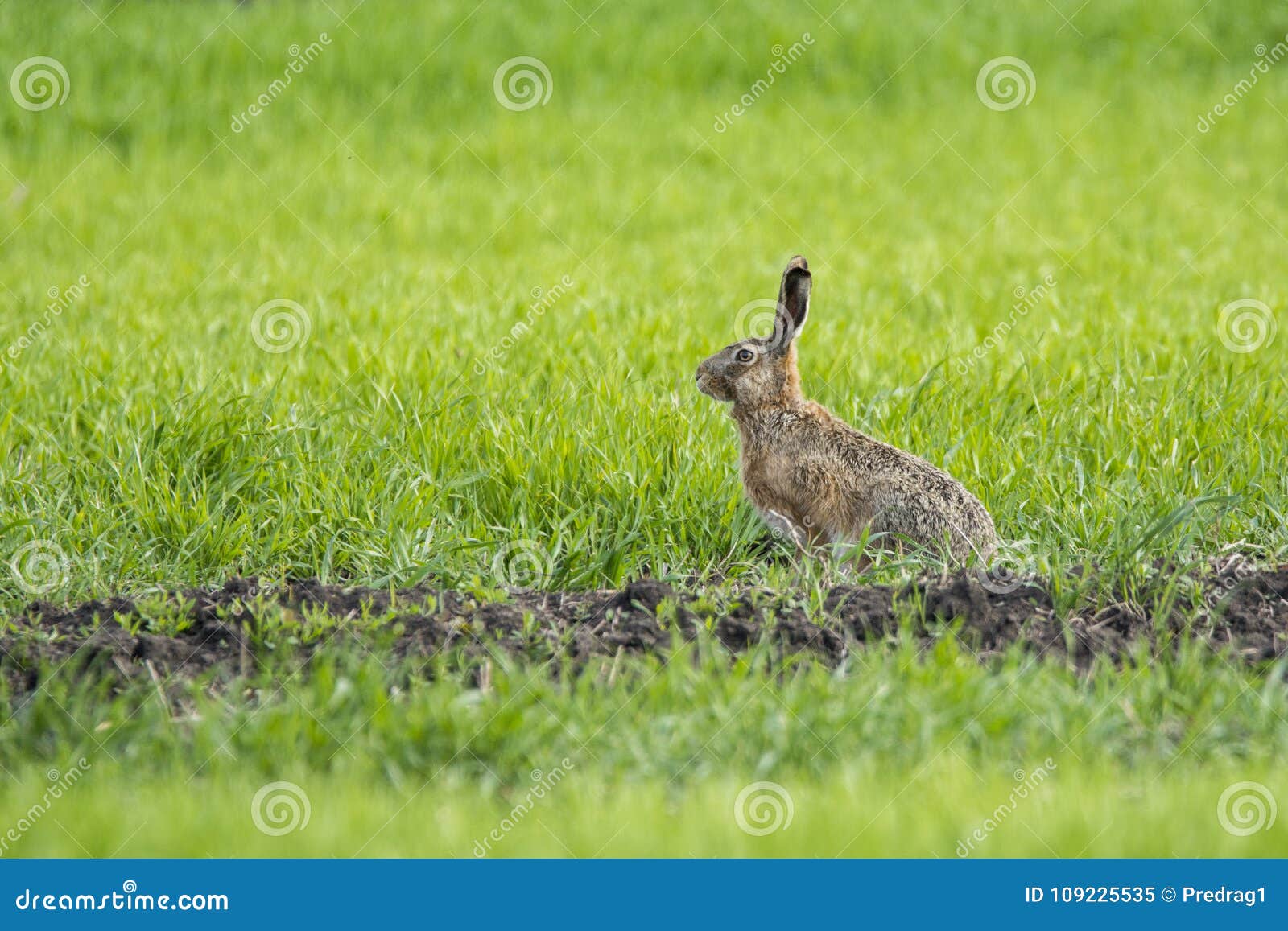 Wild rabbit on green grass stock image. Image of grass - 109225535