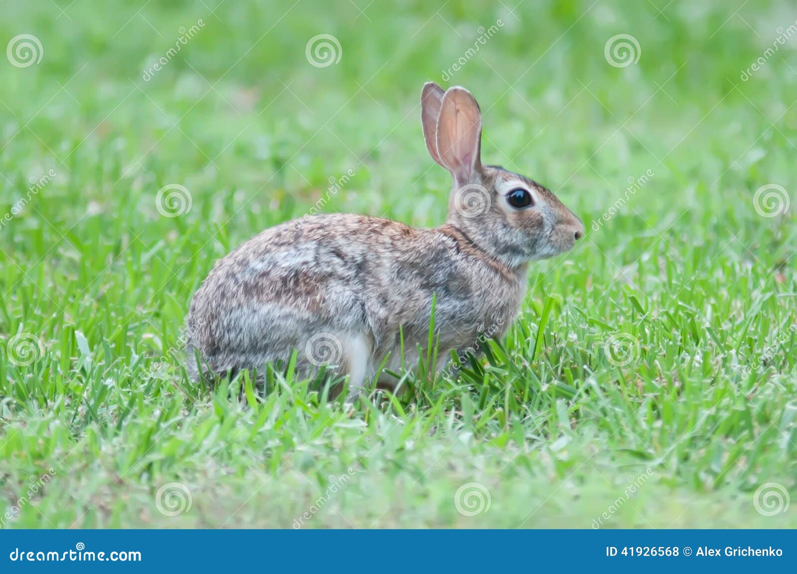 Wild Rabbit in the Green Meadow Yard Stock Photo - Image of animal ...