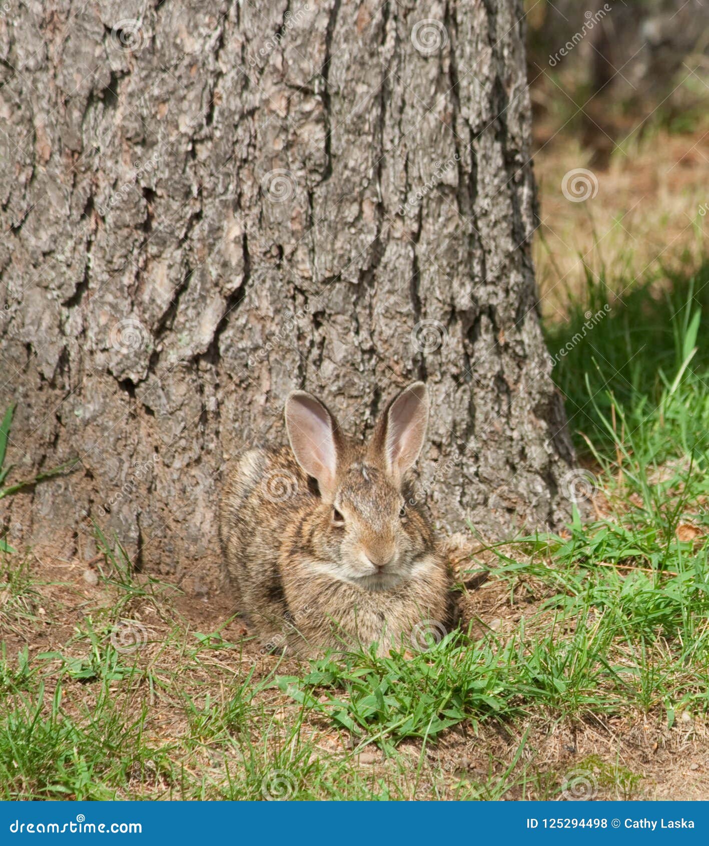 Wild Rabbit with a Grin stock photo. Image of relaxing - 125294498