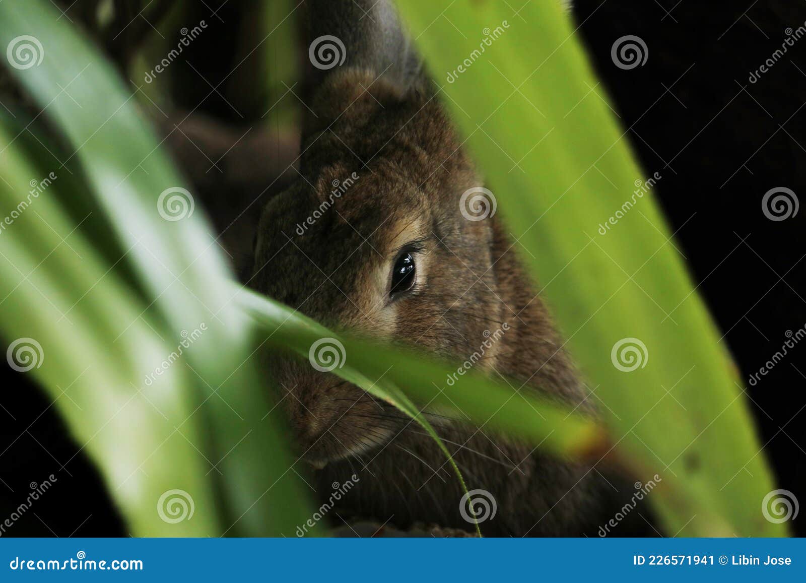 Wild Rabbit or Hare Hiding Behind the Woods in a Forest Stock Image ...