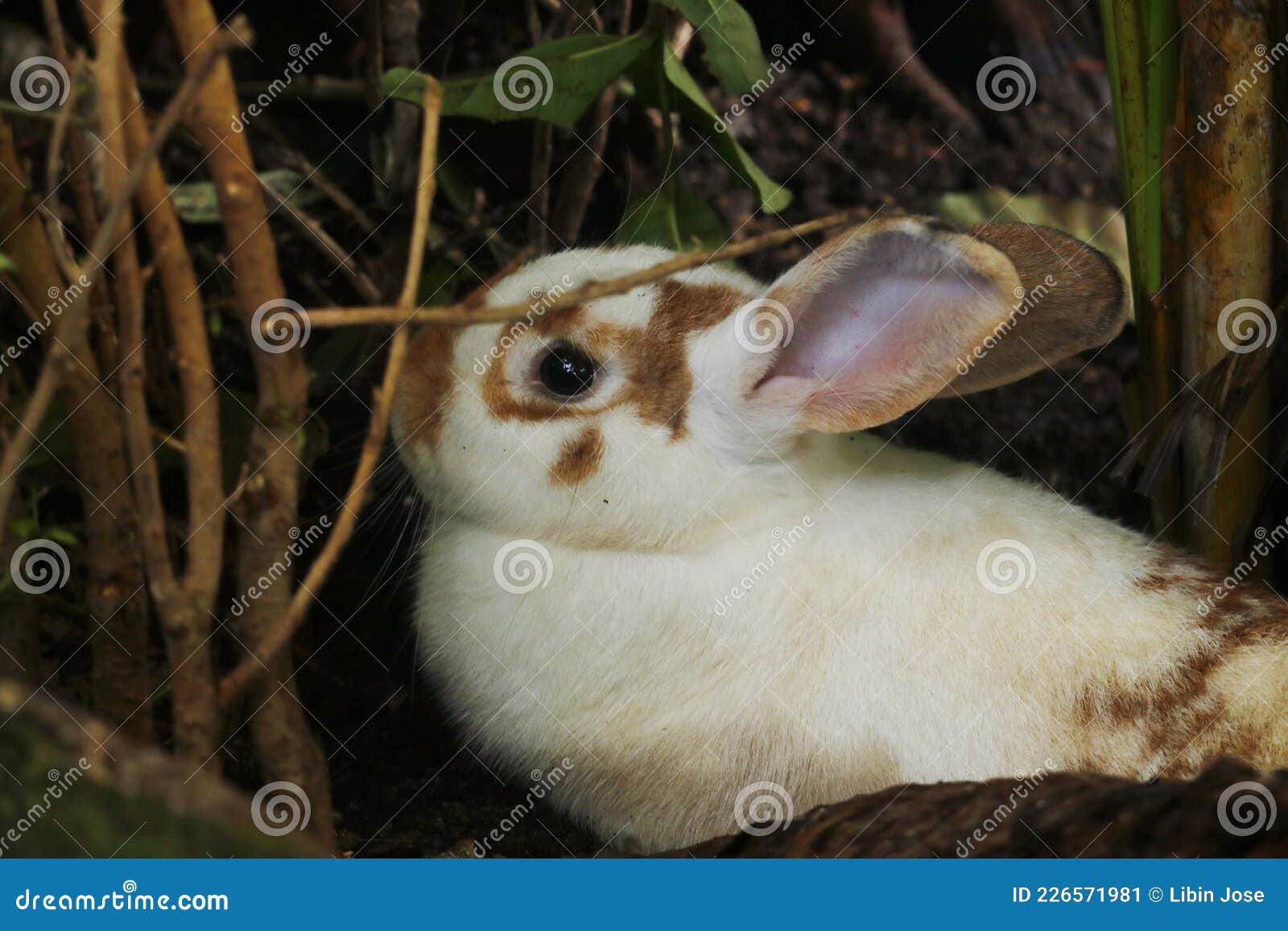Wild Rabbit or Hare Hiding Behind the Woods in a Forest Stock Image ...