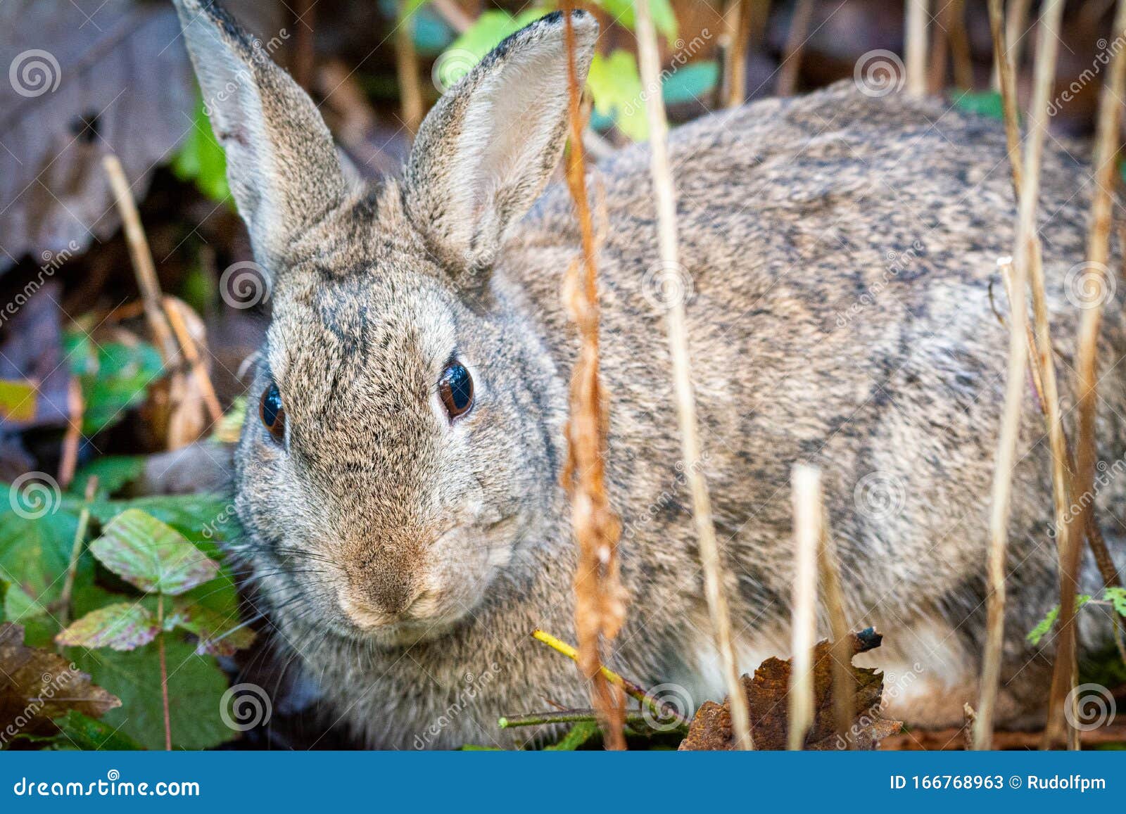 Wild Rabbit in the Hedgerow Stock Image - Image of outdoor, undergrowth ...