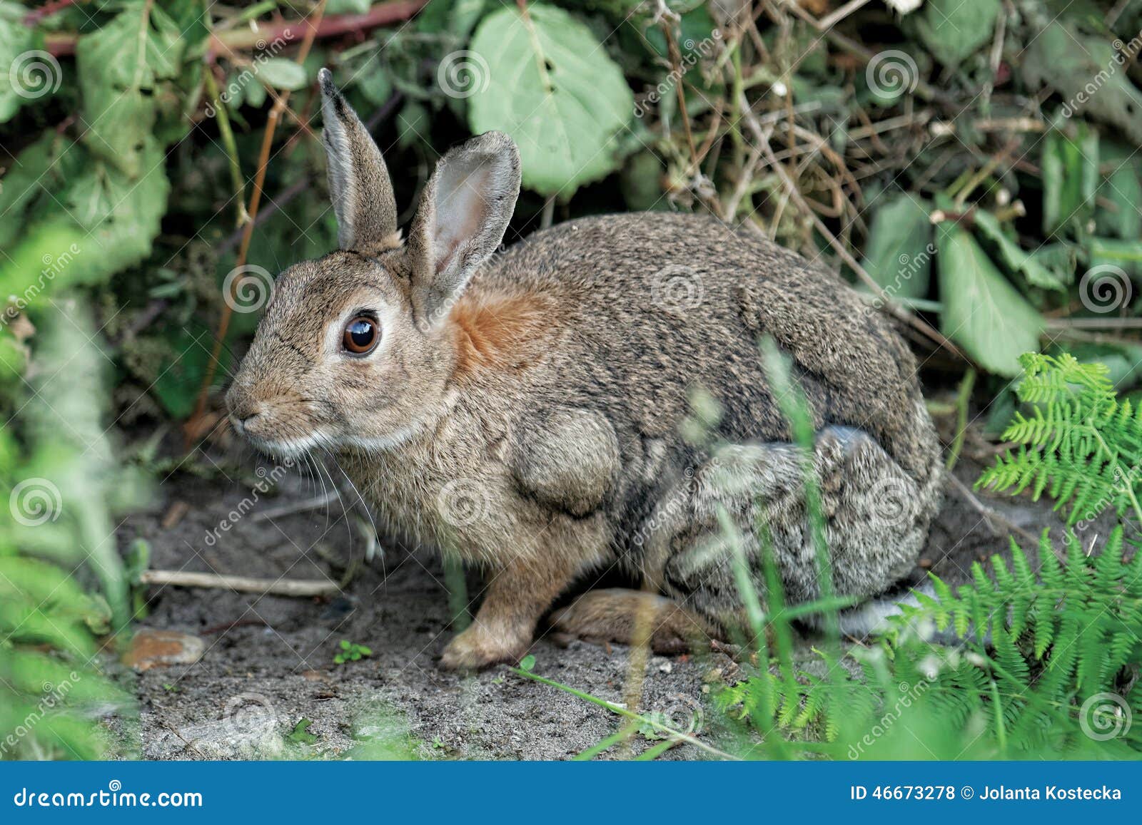 Wild rabbit stock photo. Image of summer, scared, fluffy - 46673278