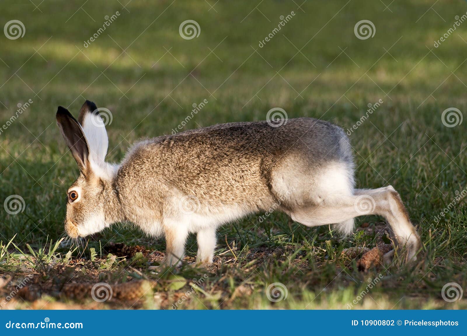 Wild Rabbit on High Alert stock photo. Image of meadow - 10900802