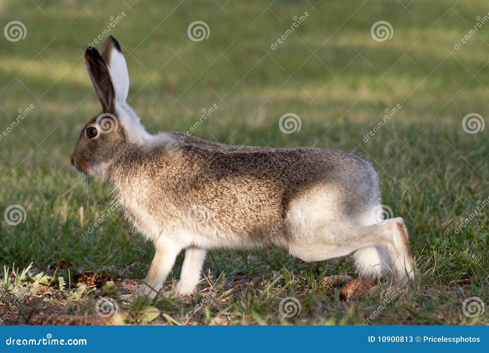 Wild Rabbit On A Drought Stricken Farm Stock Photo | CartoonDealer.com ...
