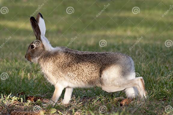 Wild Rabbit on High Alert stock image. Image of rabbit - 10900813