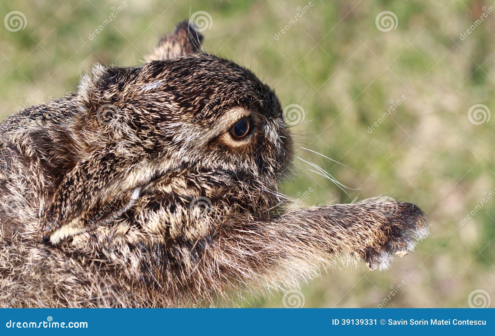 Wild Easter rabbit jump stock image. Image of animals - 39139331
