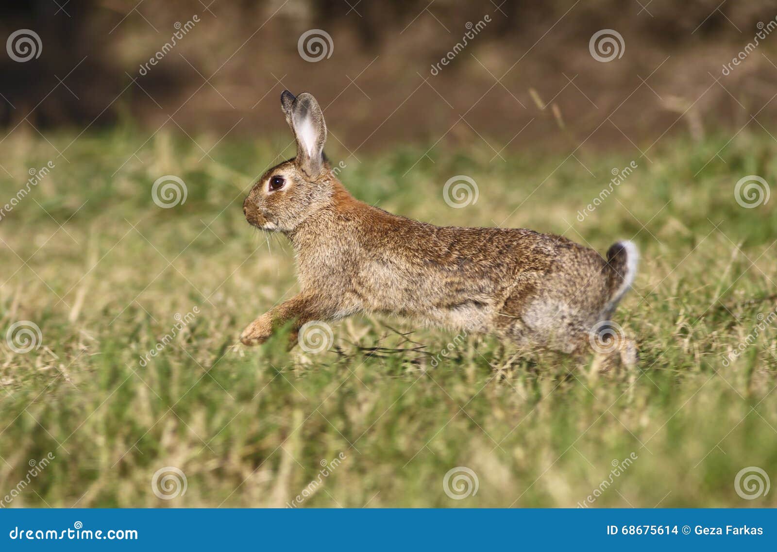Wild Rabbit Jumping