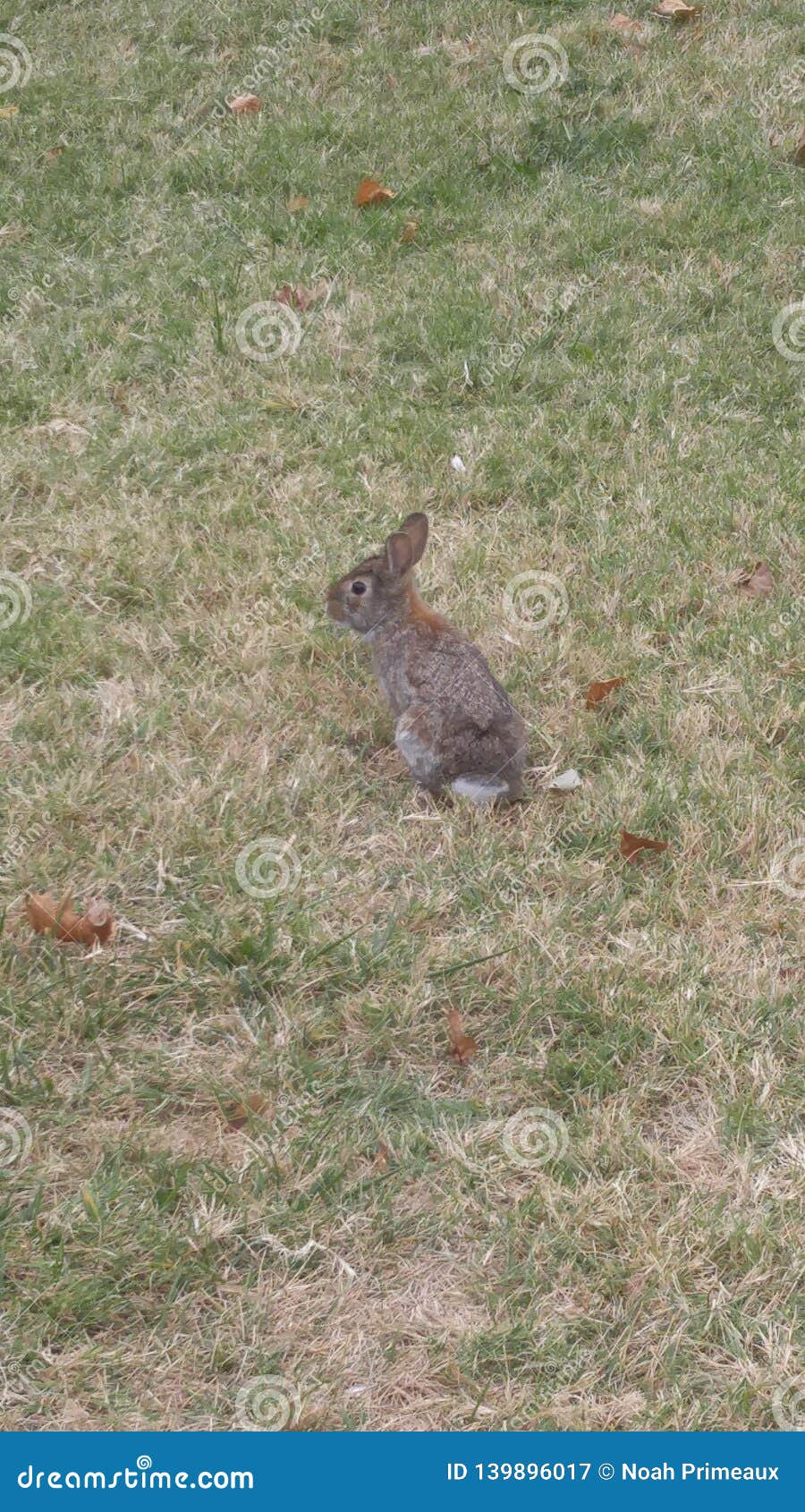 Rabid Rabbit stock image. Image of rabbit, wild, chilling - 139896017