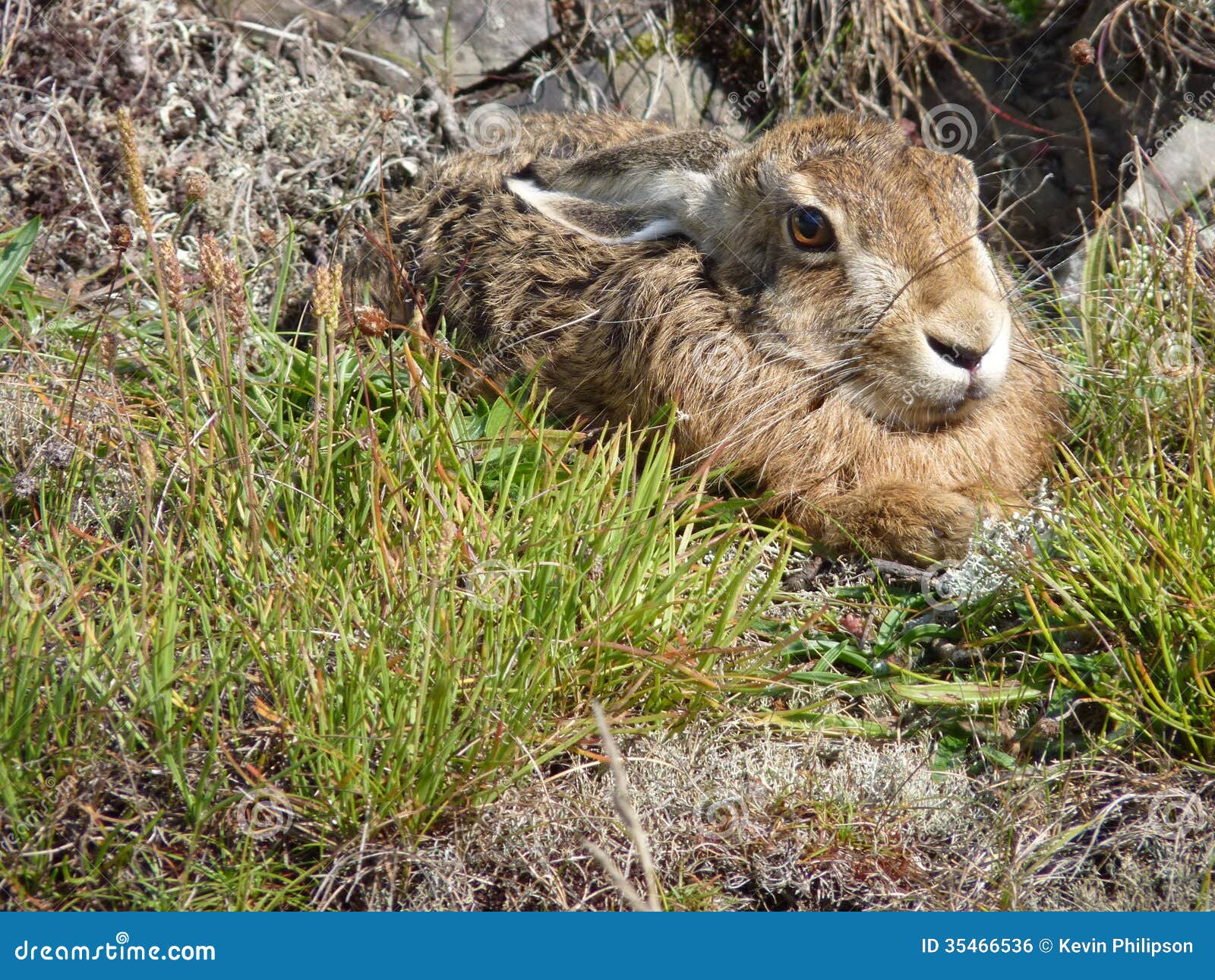 Wild Rabbit stock photo. Image of field, wildlife, hare - 35466536