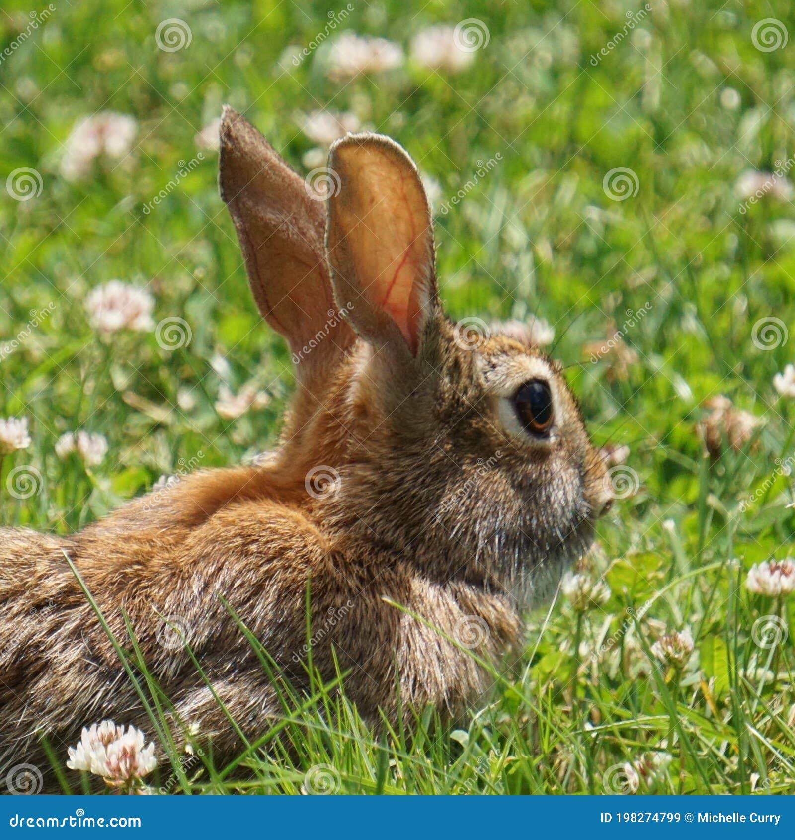 Wild Rabbit Laying in the Grass. Stock Image - Image of whiskers ...