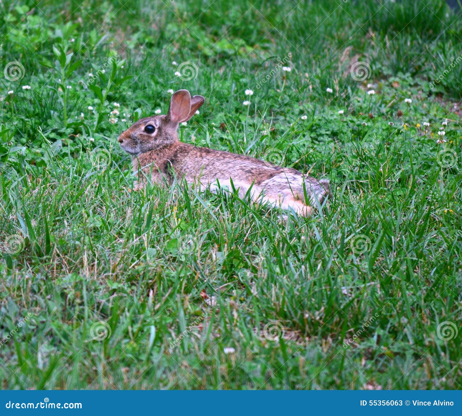 Wild Rabbit stock image. Image of food, rabbit, wild - 55356063