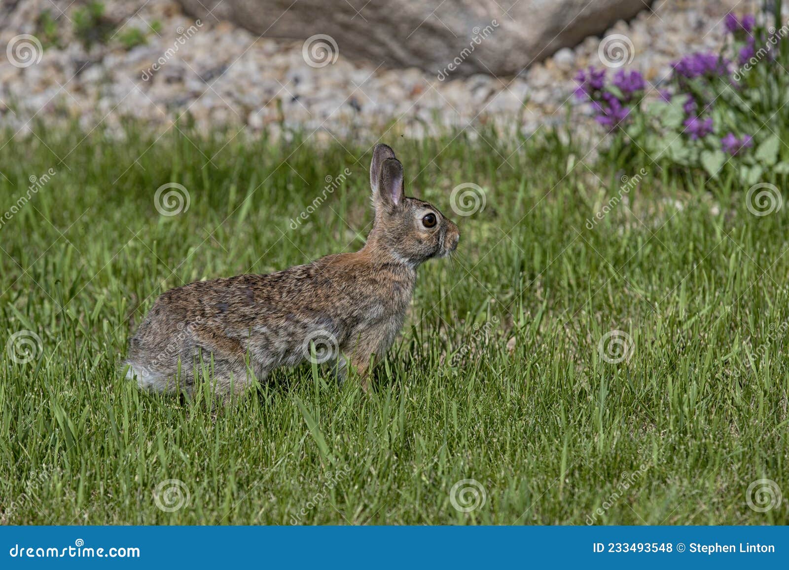 Wild Rabbit stock photo. Image of nature, beauty, long - 233493548