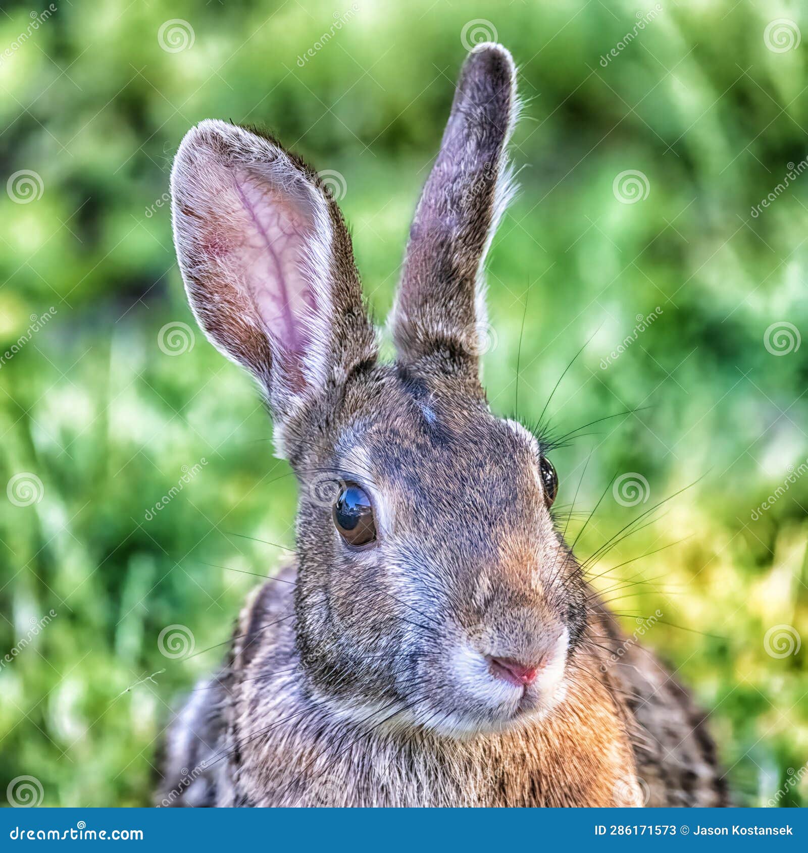 Wild Rabbit Looking at Camera Stock Image - Image of wildlife, front ...