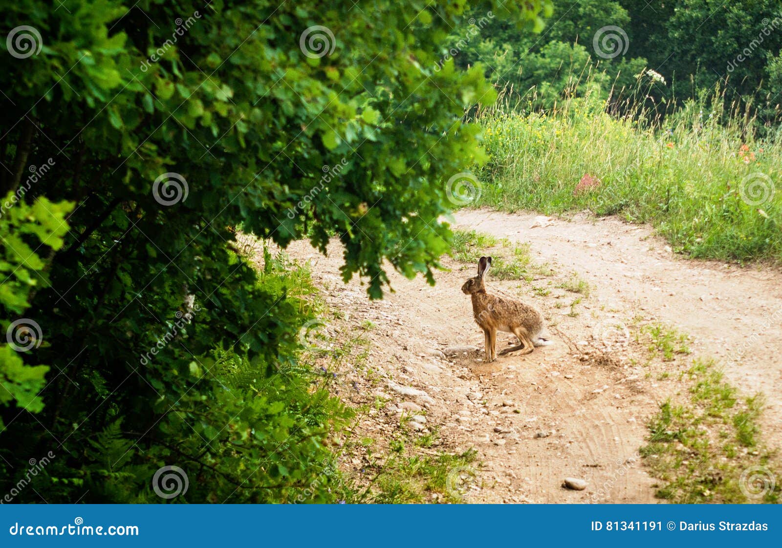 Wild rabbit stock image. Image of wild, road, forest - 81341191