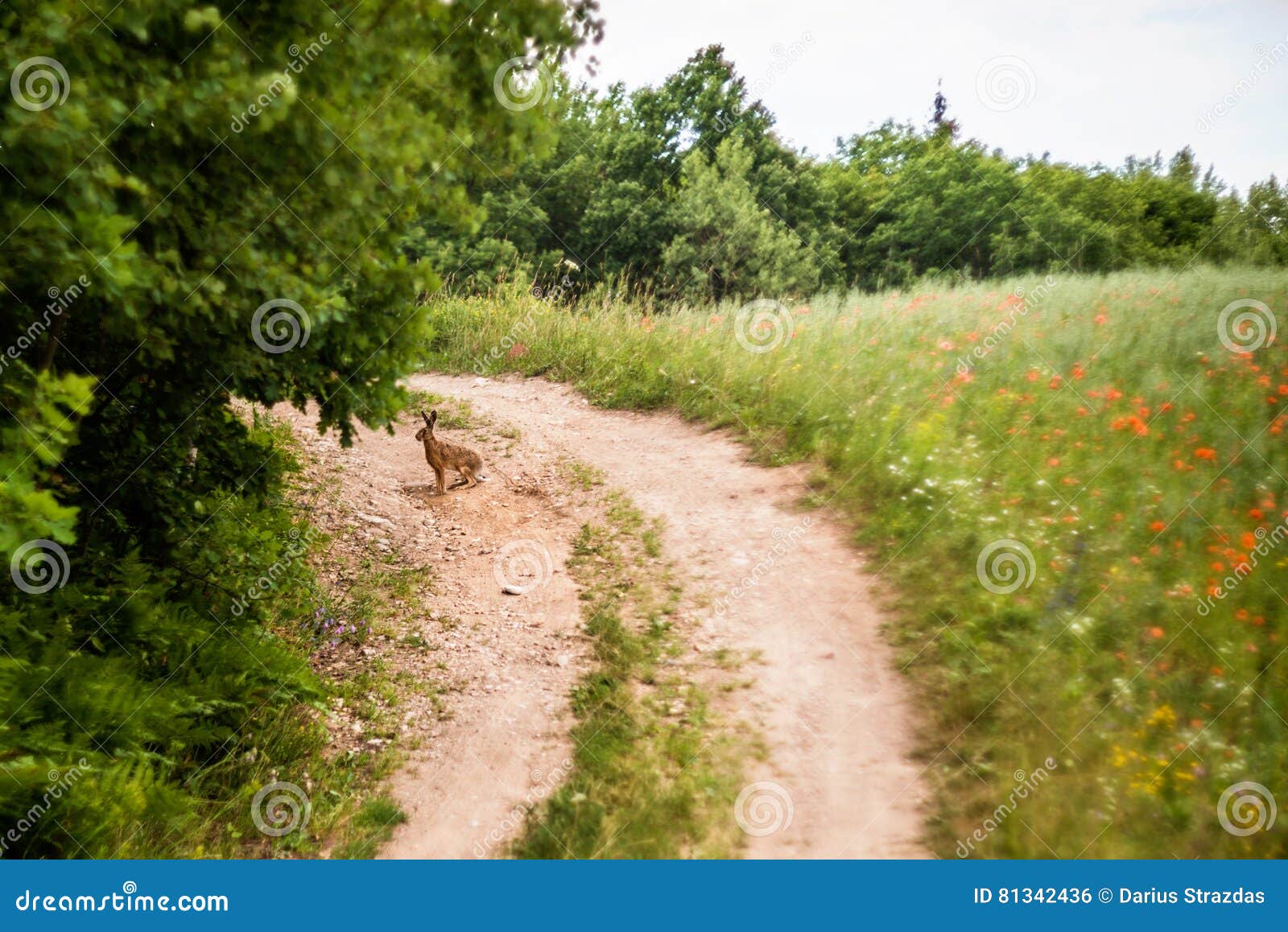 Wild rabbit stock photo. Image of vegetation, wildflower - 81342436