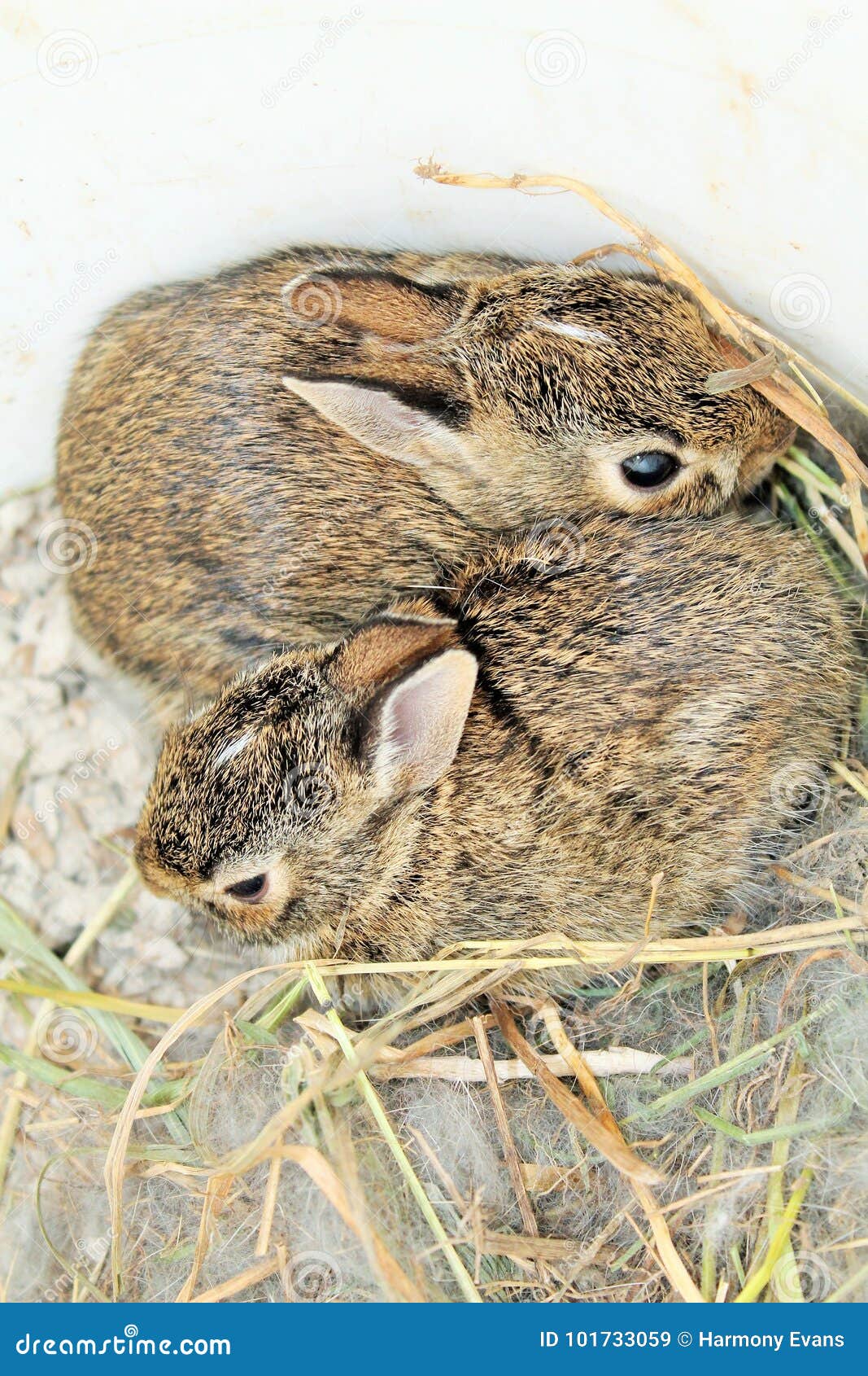Wild Rabbit Nest stock image. Image of easter, jack - 101733059