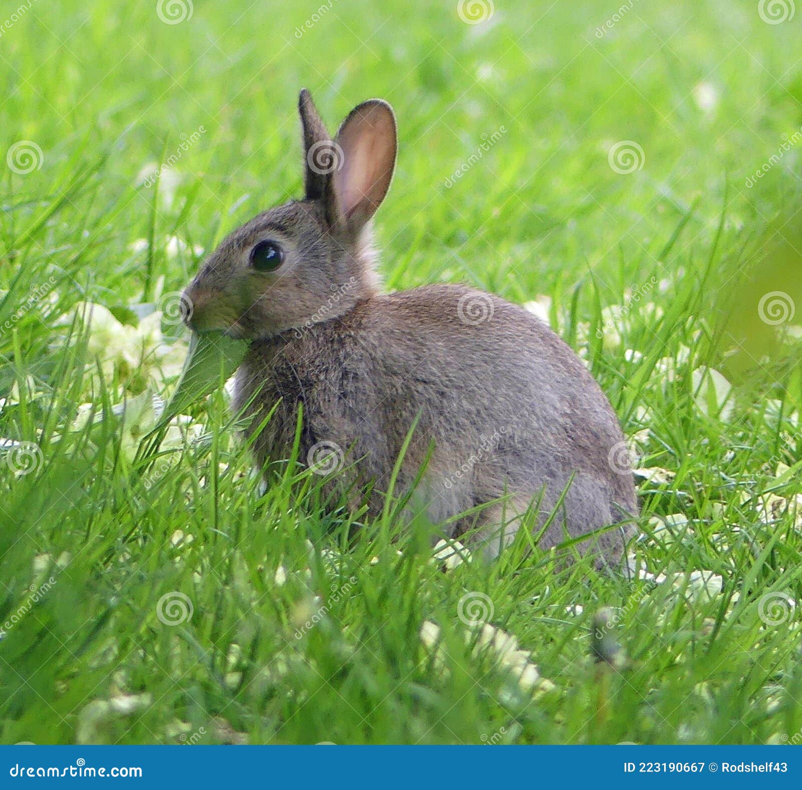 Wild rabbit eating a leaf stock image. Image of eats - 223190667