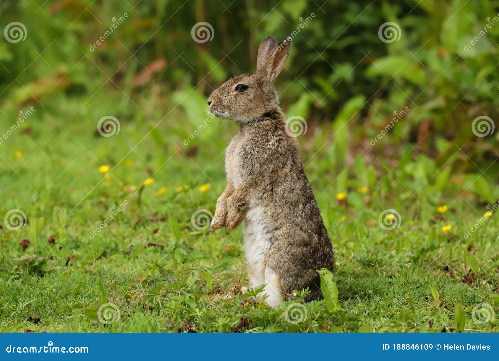 Wild Rabbit Oryctolagus Cuniculus in a Field. Stock Image - Image of ...