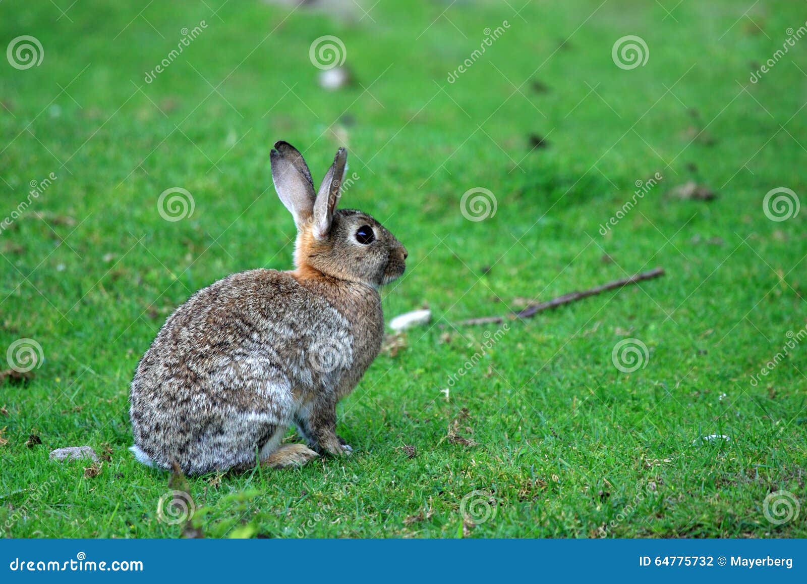 Wild rabbit in the park stock photo. Image of park, rabbit - 64775732