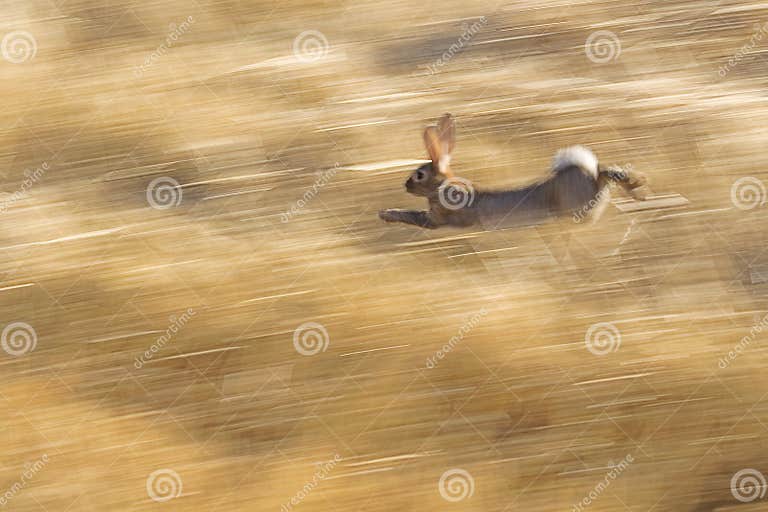 Wild rabbit running stock image. Image of hunting, rabbit - 20243135