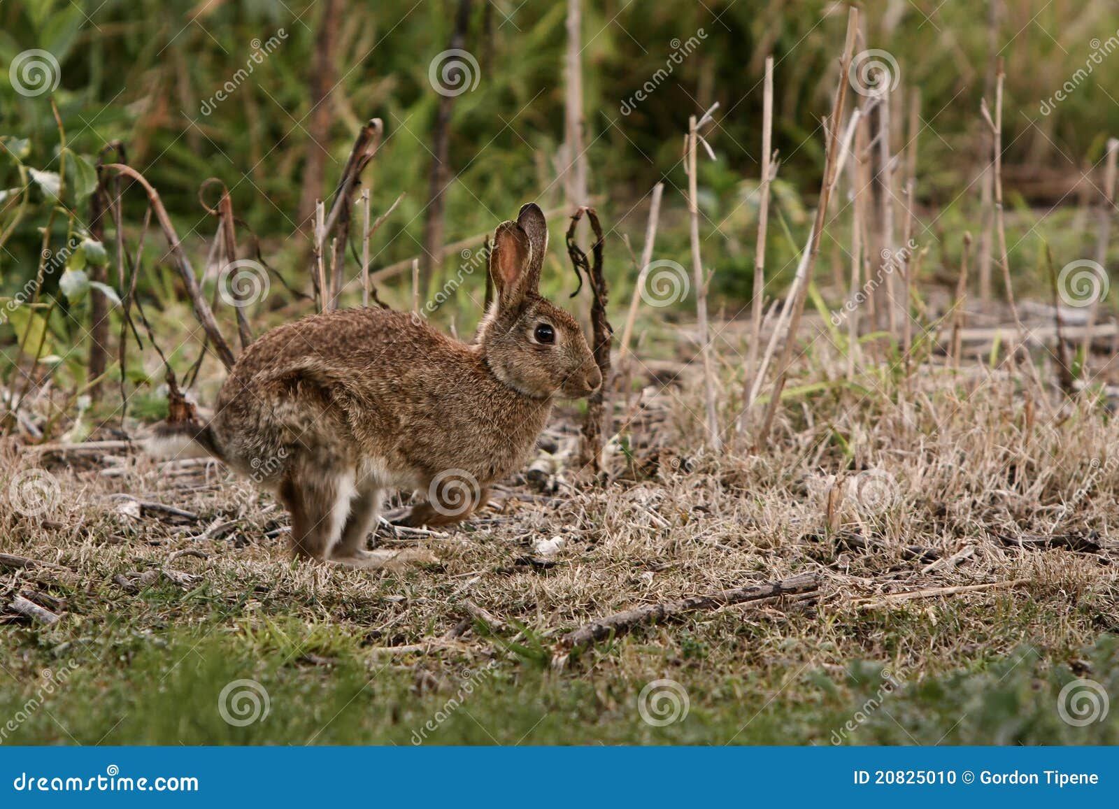 Panted Wild Rabbits Running