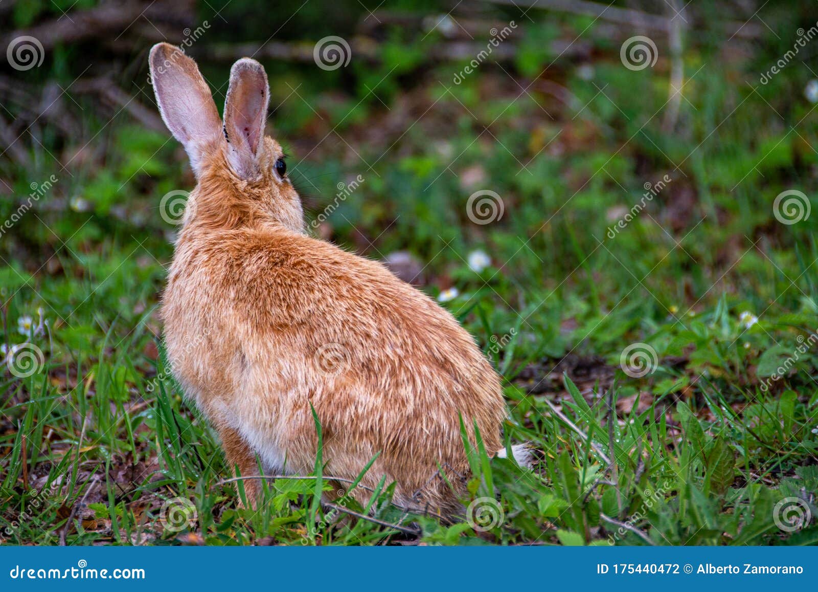Wild Rabbit in Rupit Village in Catalonia, Spain. Stock Photo - Image ...