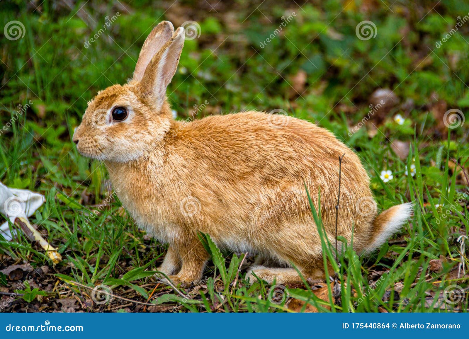 Wild Rabbit in Rupit Village in Catalonia, Spain. Stock Photo - Image ...