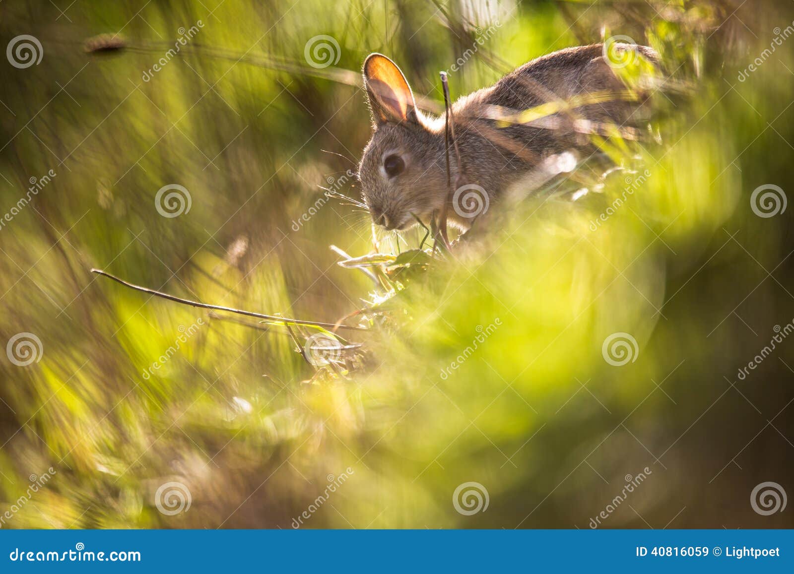 Wild rabbit, Scotland stock image. Image of meadow, mammal - 40816059