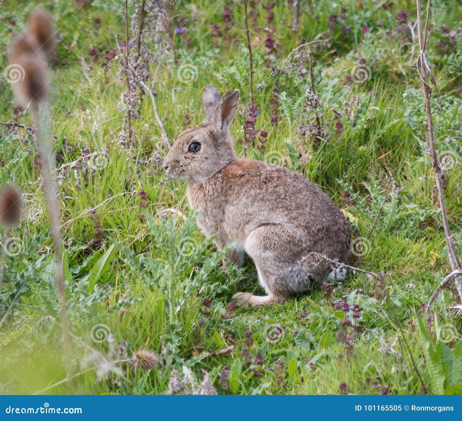 Wild Rabbit Seen on a Countryside Walk Stock Image - Image of bunny ...