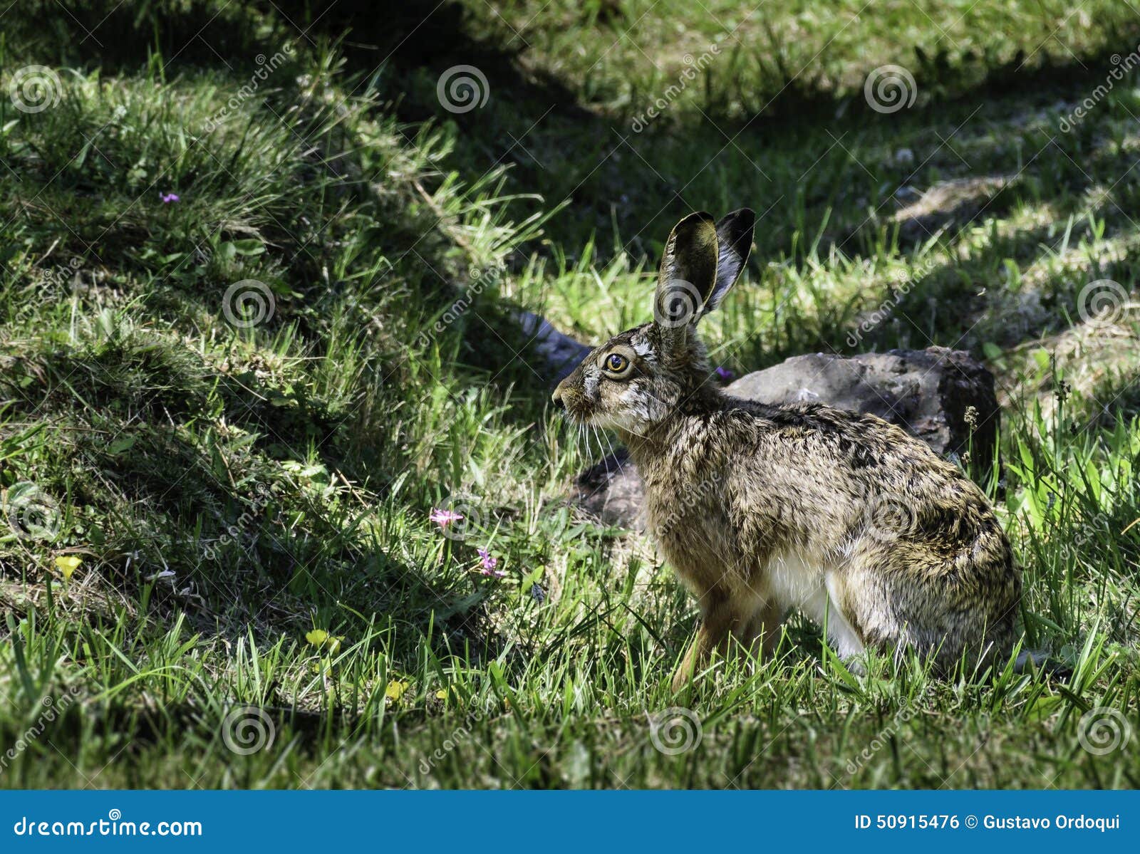 Wild Rabbit on the Shadows. Stock Photo - Image of rabbit, shadows ...