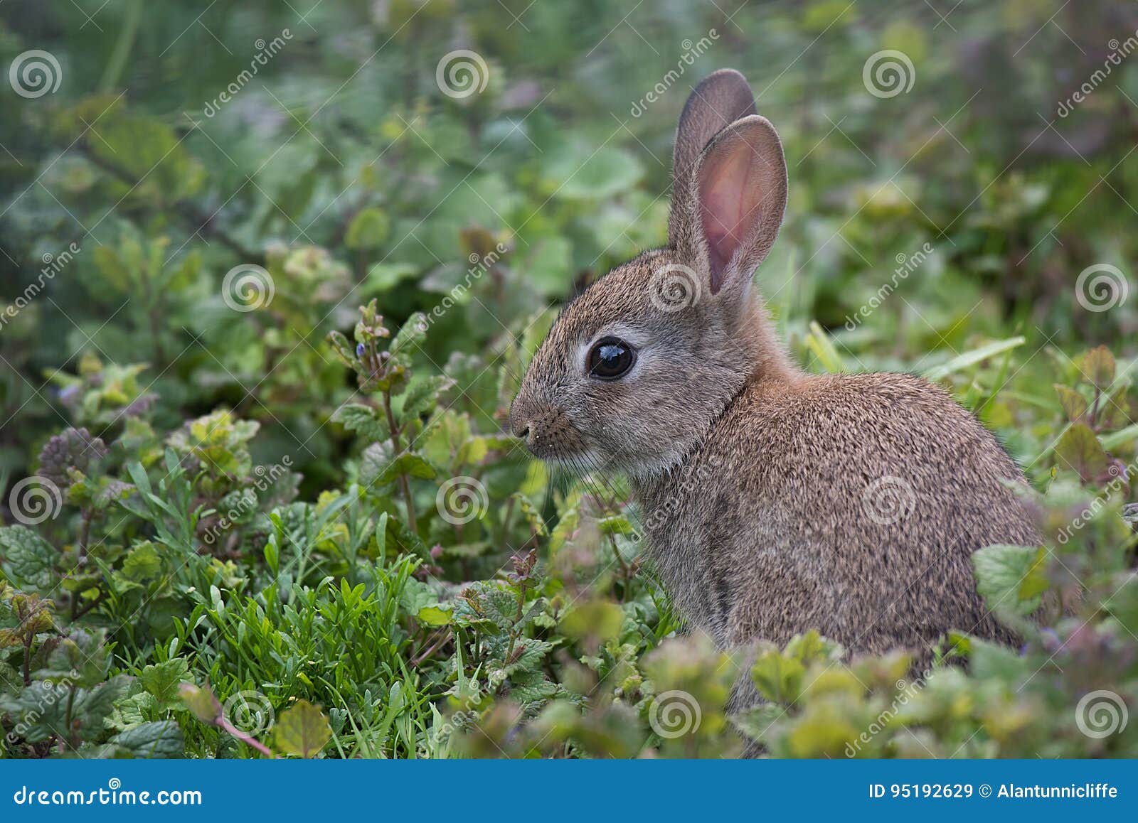 Wild Rabbit stock image. Image of young, mammal, nature - 95192629
