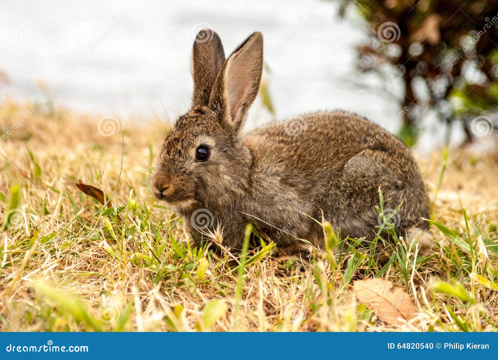 Wild Rabbit On A Drought Stricken Farm Stock Photo | CartoonDealer.com ...