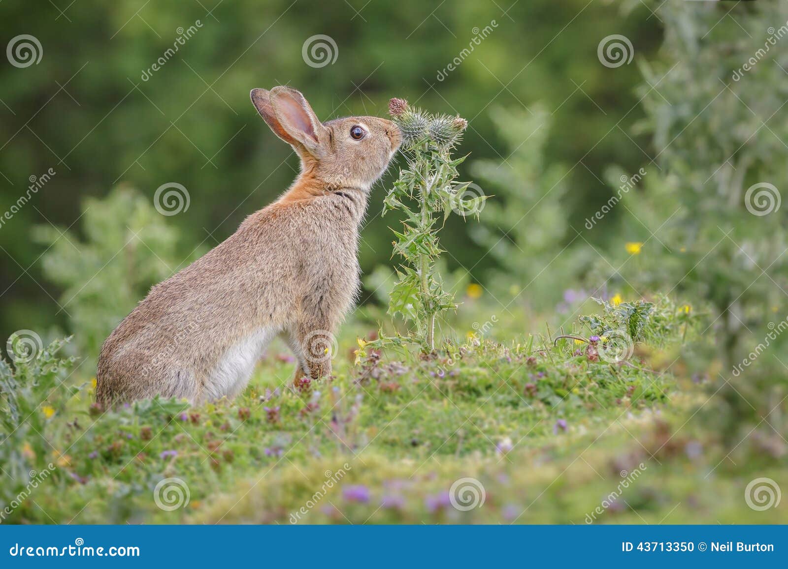 Wild rabbit stock photo. Image of small, europe, mammal - 43713350