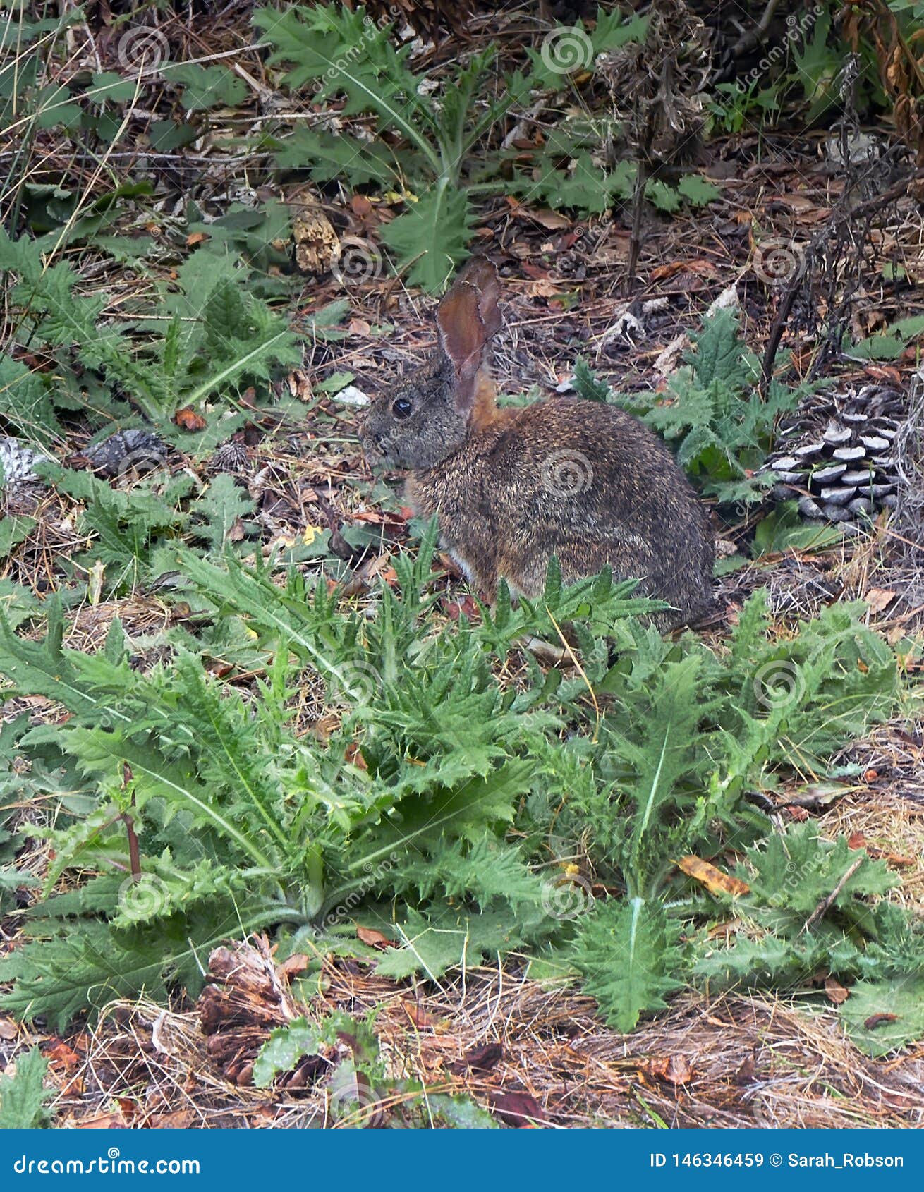 Wild Rabbit in Spring Grass Stock Image - Image of seasonal, animal ...