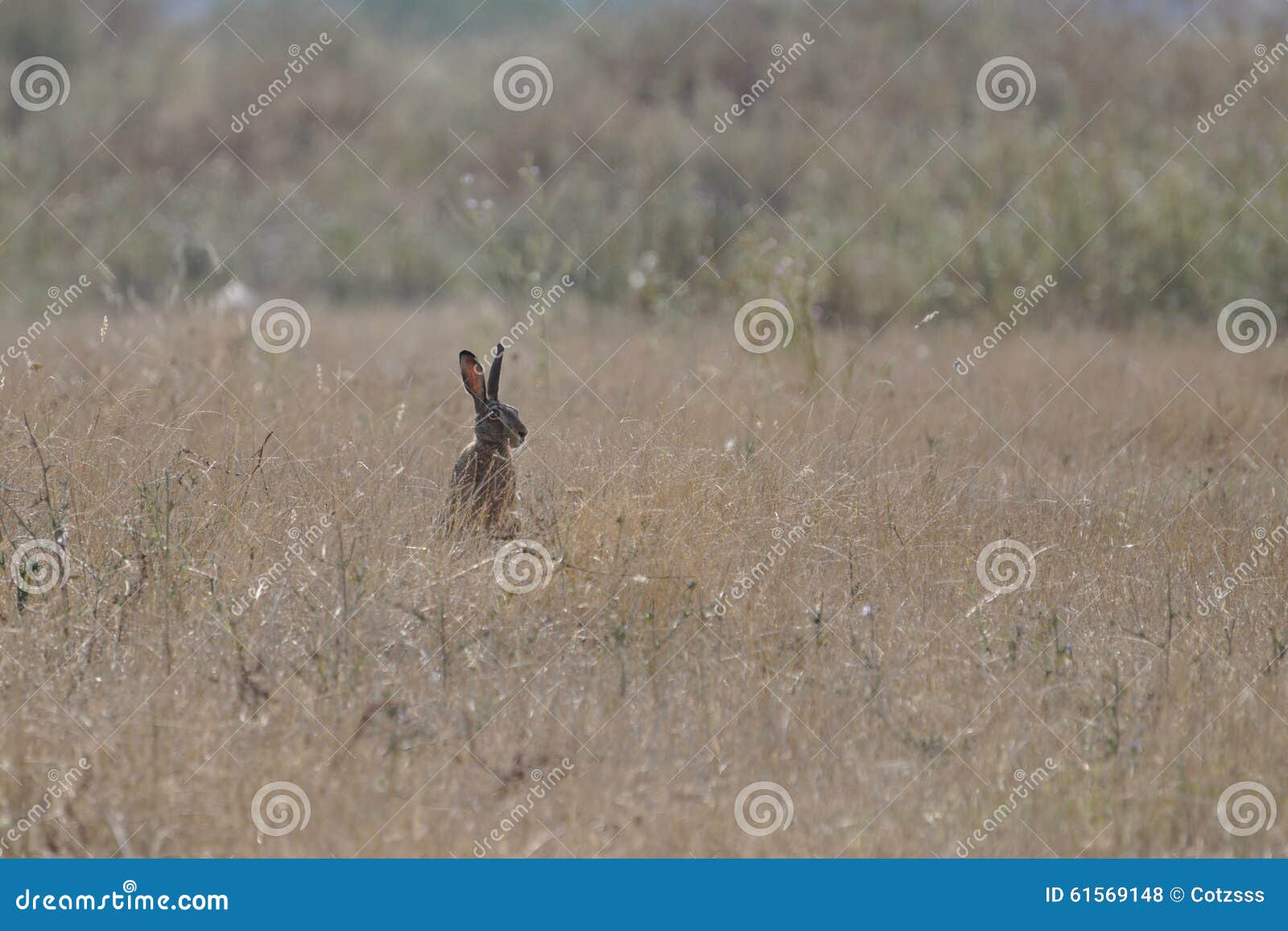 Wild Rabbit Surrounded by Summer Weed Stock Photo - Image of hiding ...