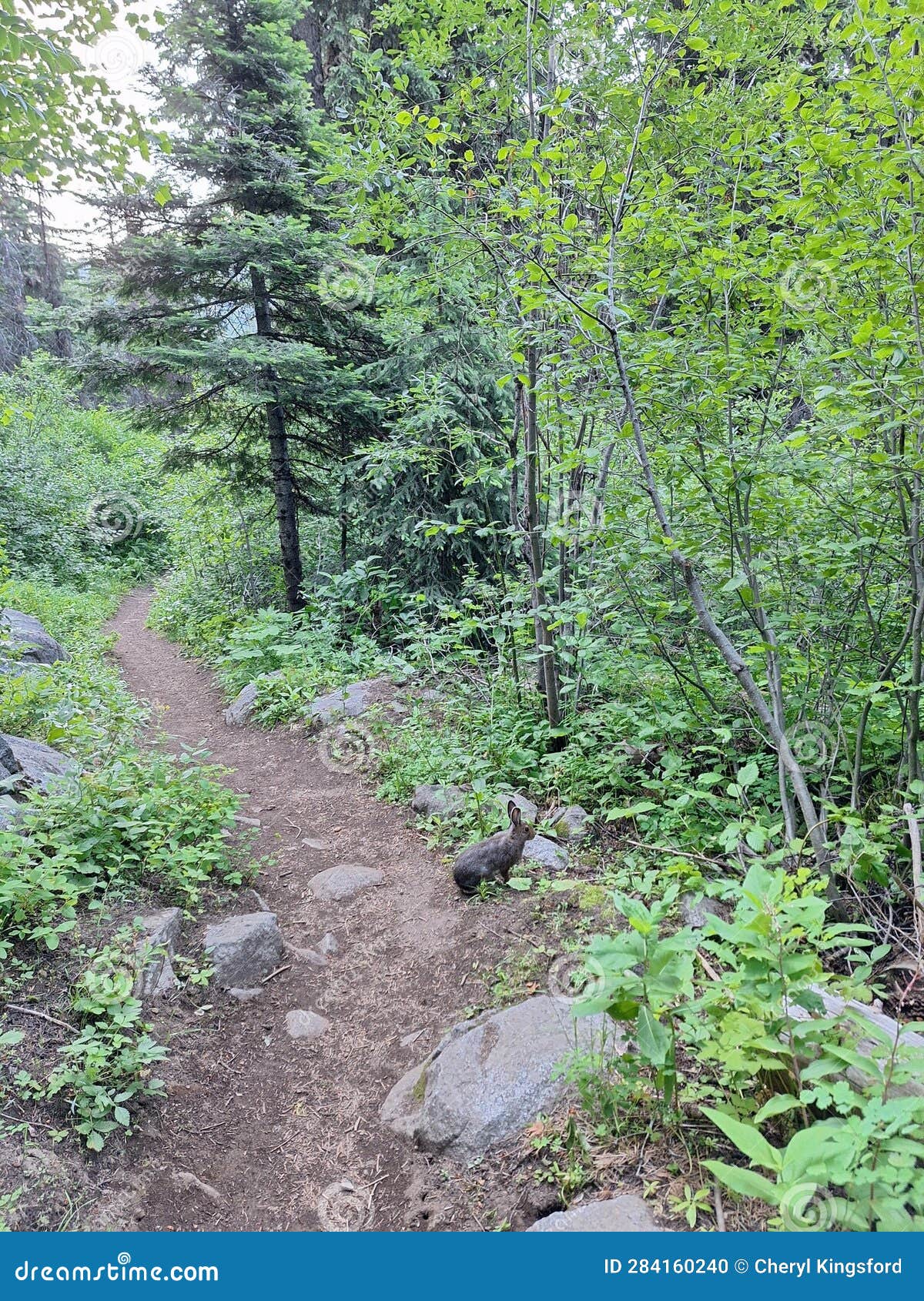 Wild Rabbit on Trail stock photo. Image of trail, mountain - 284160240