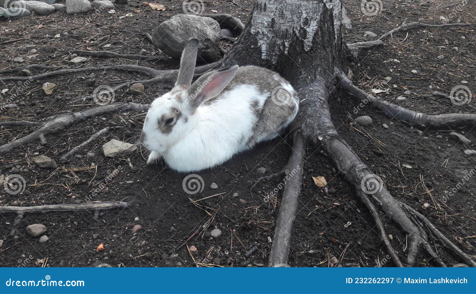 Wild rabbit under a tree stock image. Image of wildlife - 232262297