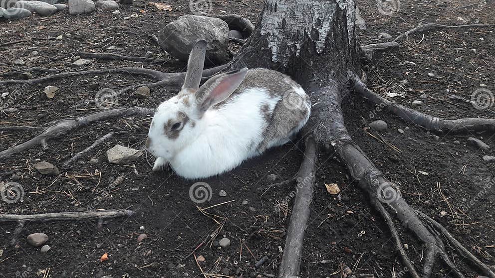 Wild rabbit under a tree stock image. Image of wildlife - 232262297