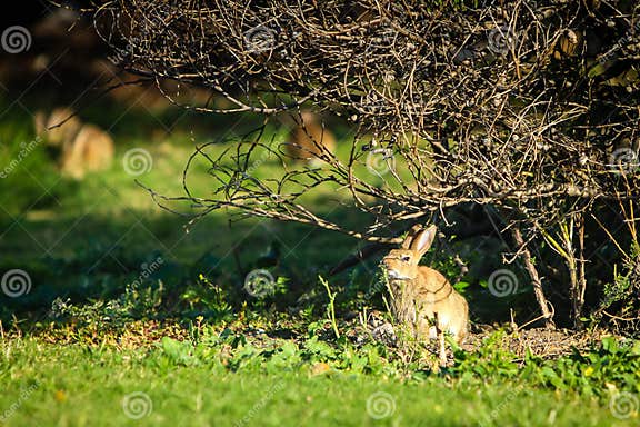 Wild rabbit under a tree stock photo. Image of cute, hare - 30938734