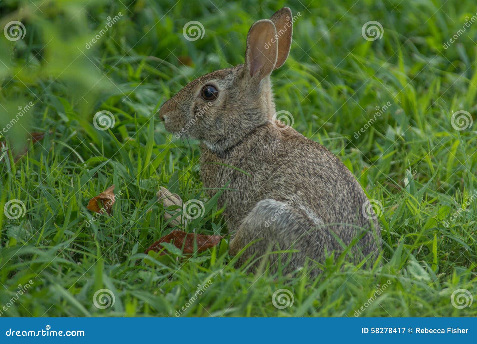 Wild Rabbit stock image. Image of young, bunny, nature - 58278417