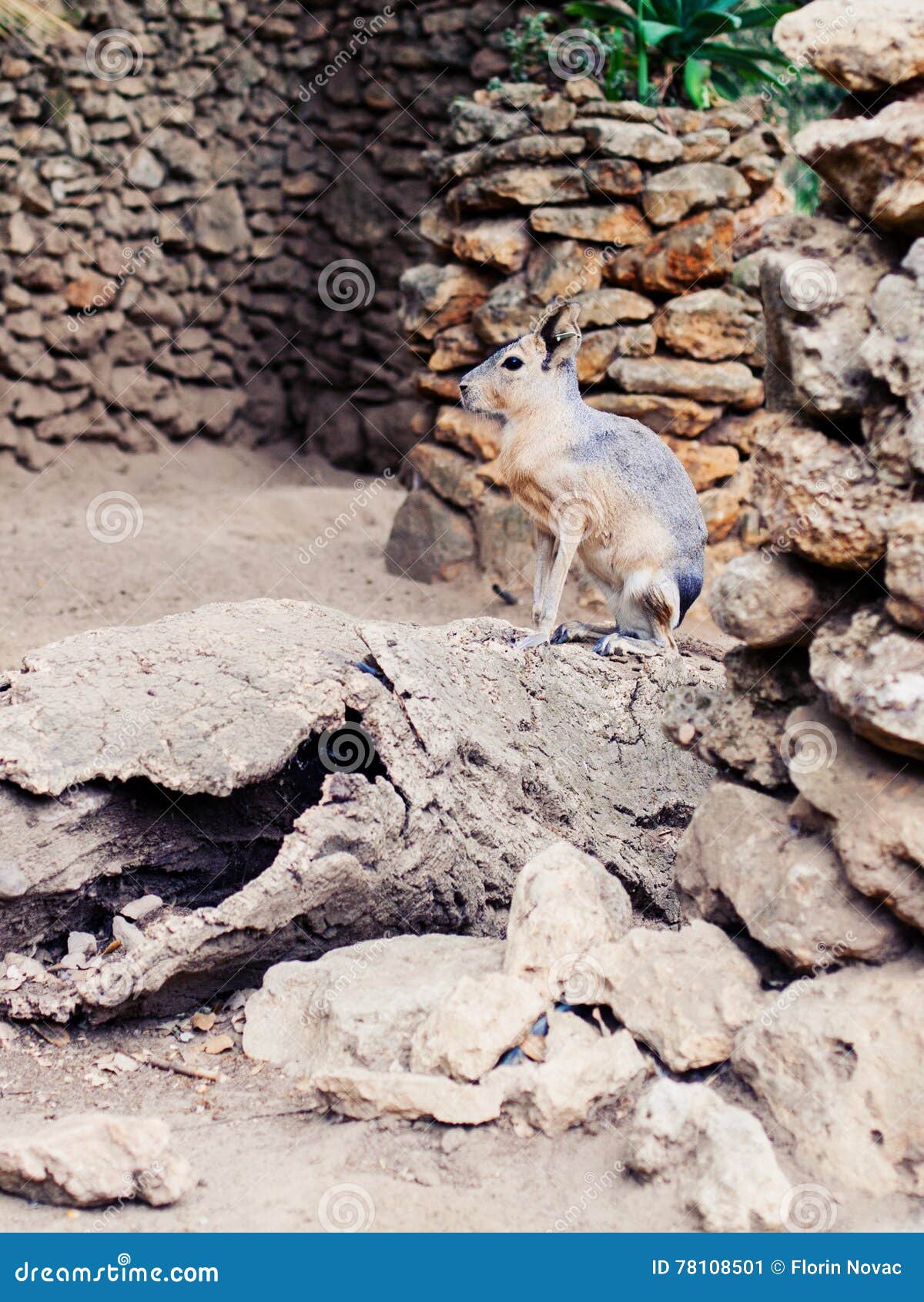 Wild rabbit at zoo stock image. Image of enclosure, dirt - 78108501