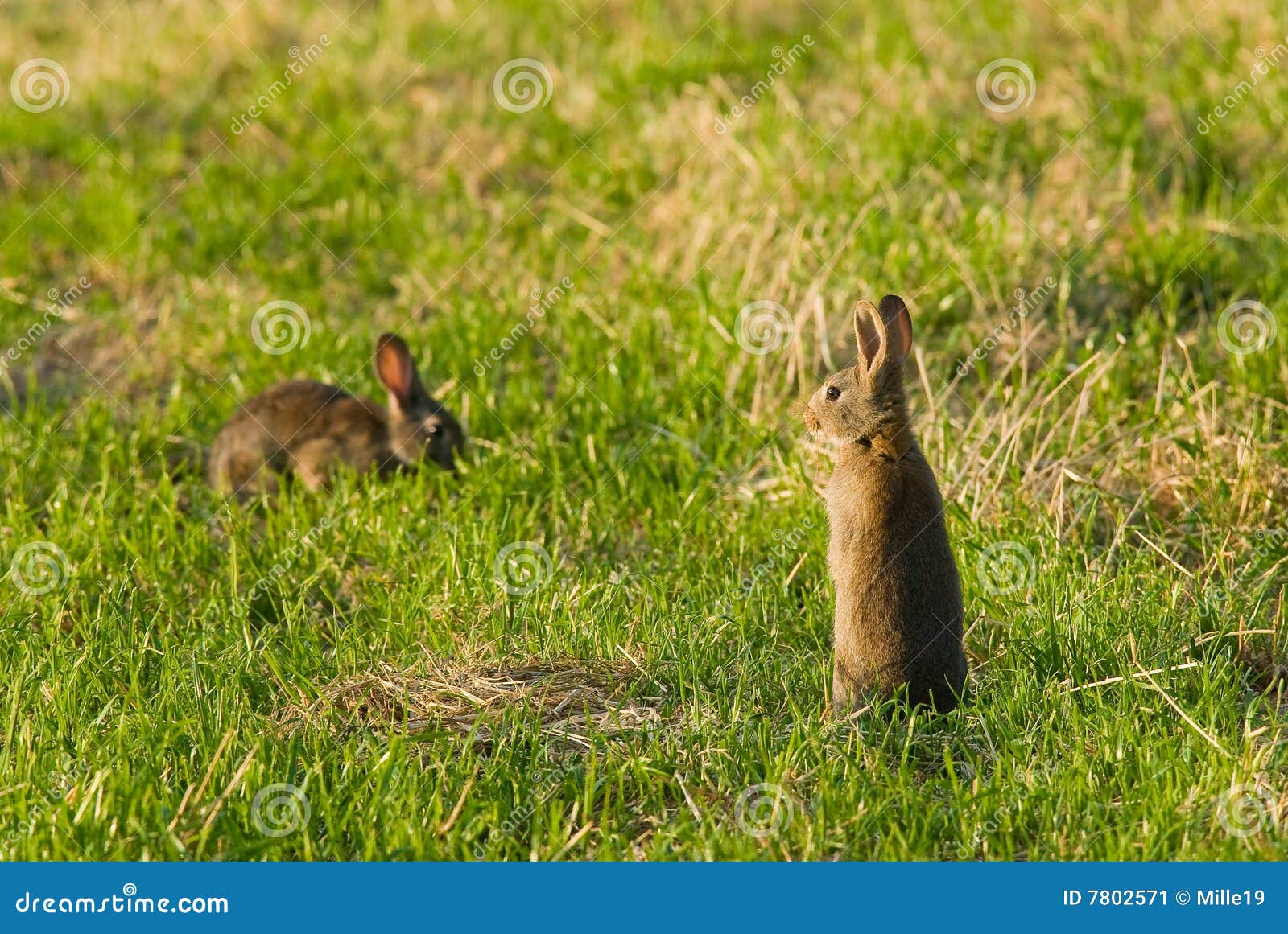 Wild Rabbits stock image. Image of wildlife, wild, rabbit - 7802571